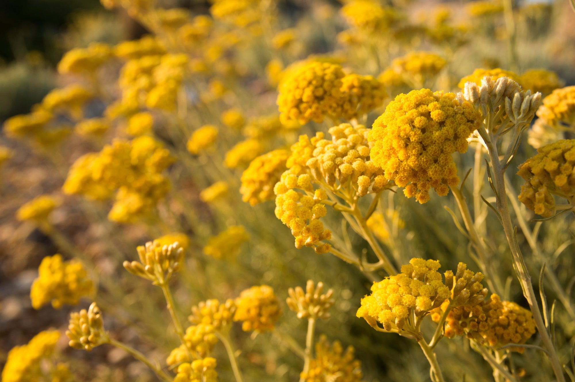 Helichrysum: The Immortelle Flower and Its Age-Defying Potential – Prima